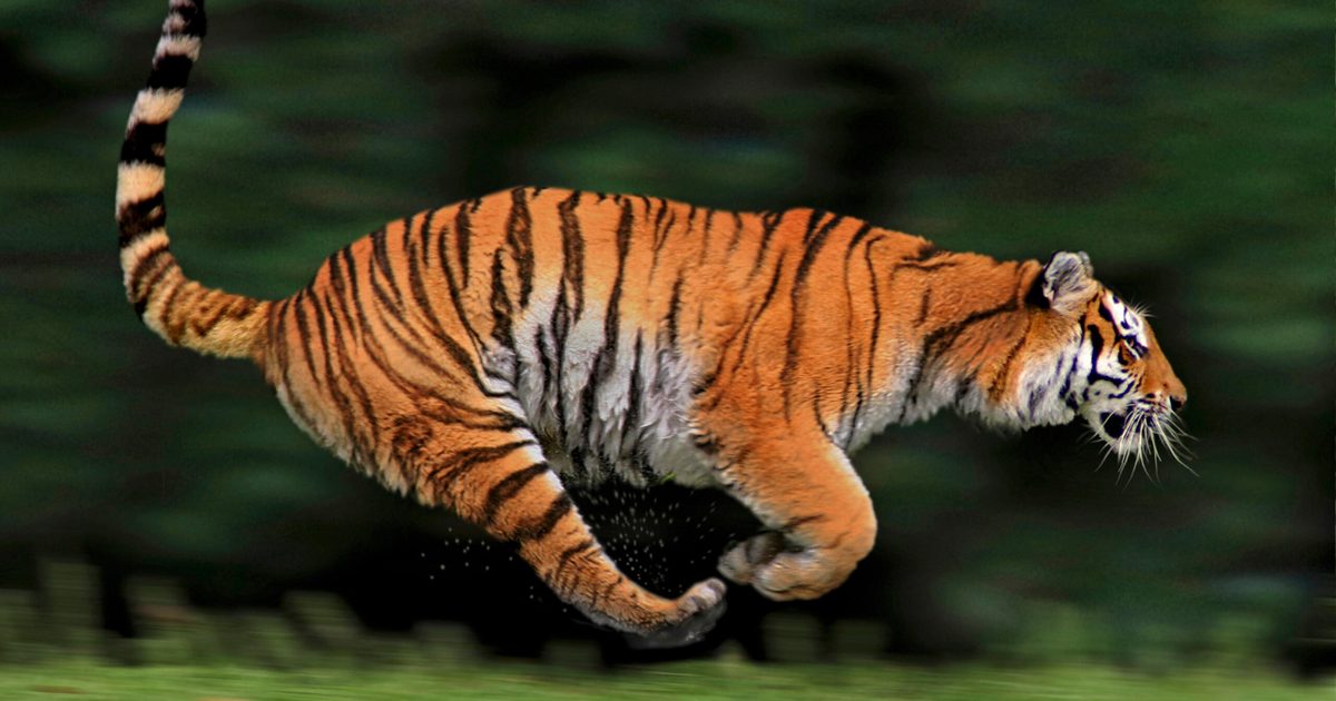 Sovereign wealth fund pounces on EQT Exeter's €3.1bn Tiger portfolio ...