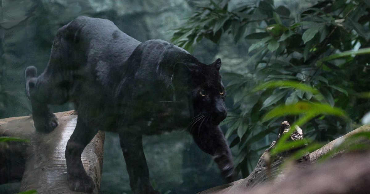 Project Panther, Italy - Green Street News