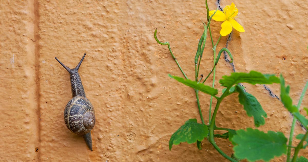 Why transactions are moving at a snail's pace - Green Street News