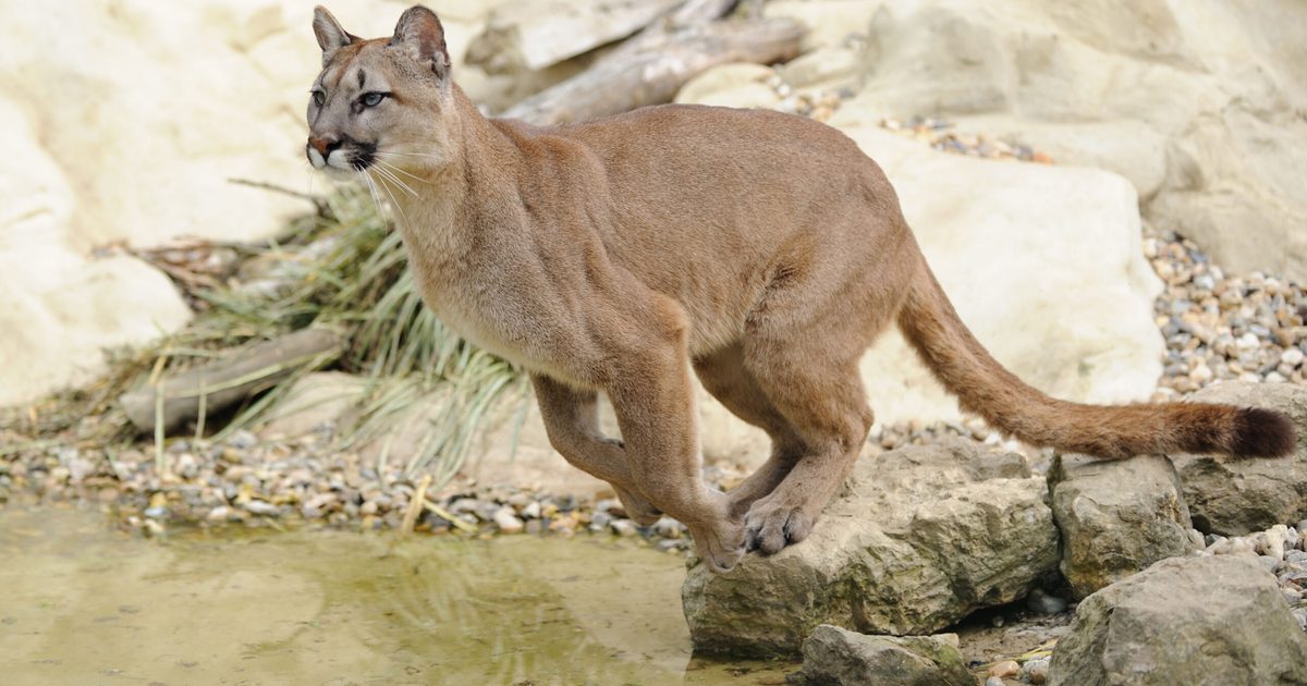 Puma rewards impact investors with lower fees - Green Street News