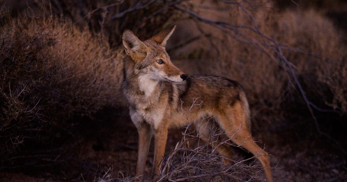 Oxford and M7 sell tech business Coyote Software - Green Street News