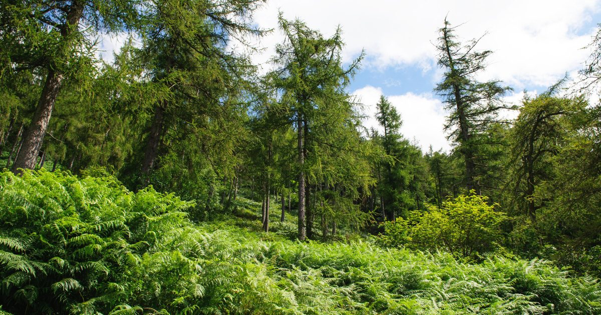1,000 acres forestry portfolio, Ireland - Green Street News