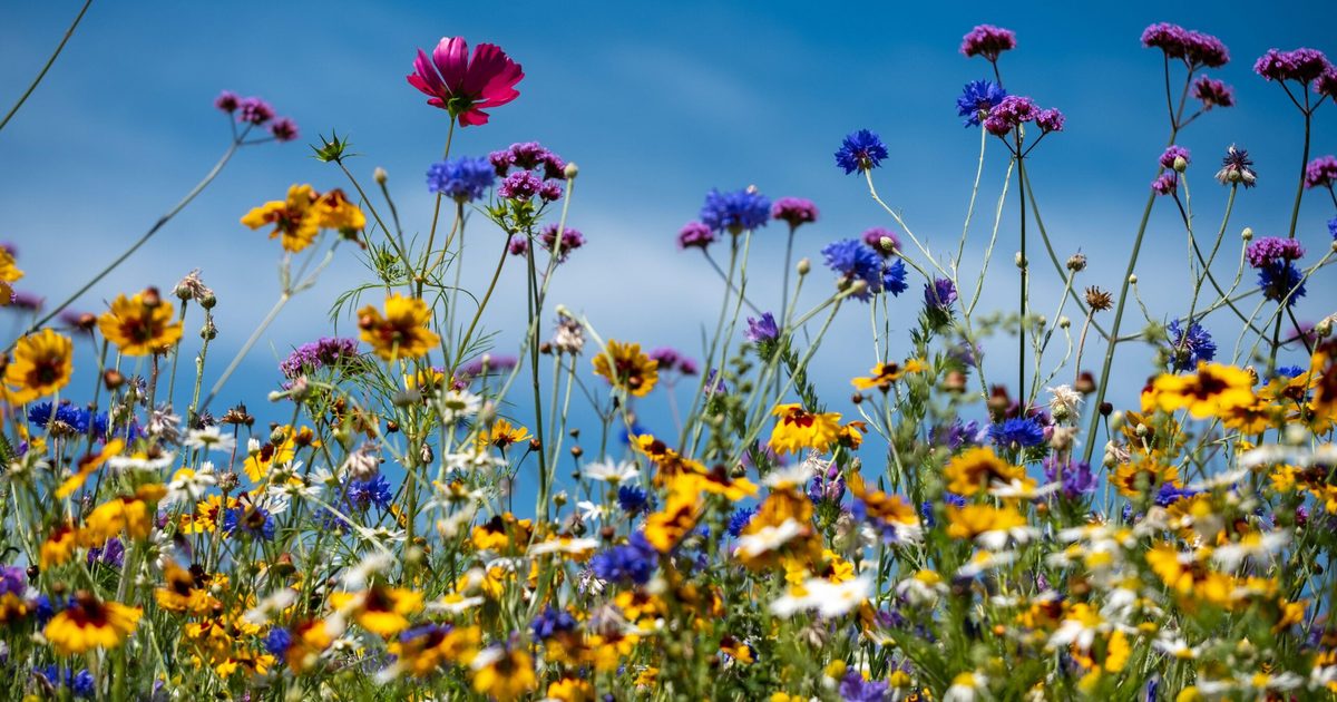 First digital BNG marketplace launched - Green Street News