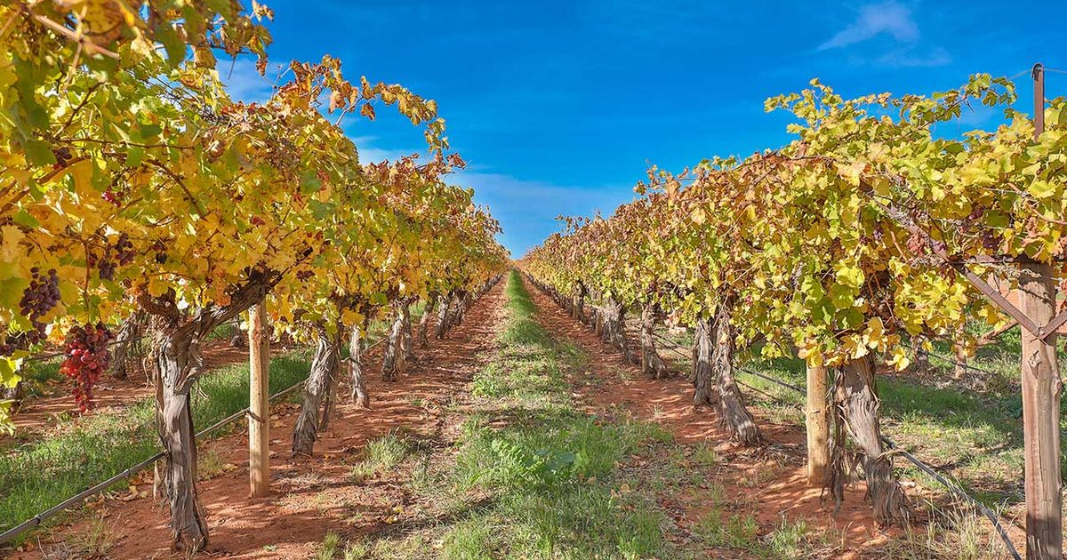 Sunraysia district offers ripe opportunity - Green Street News