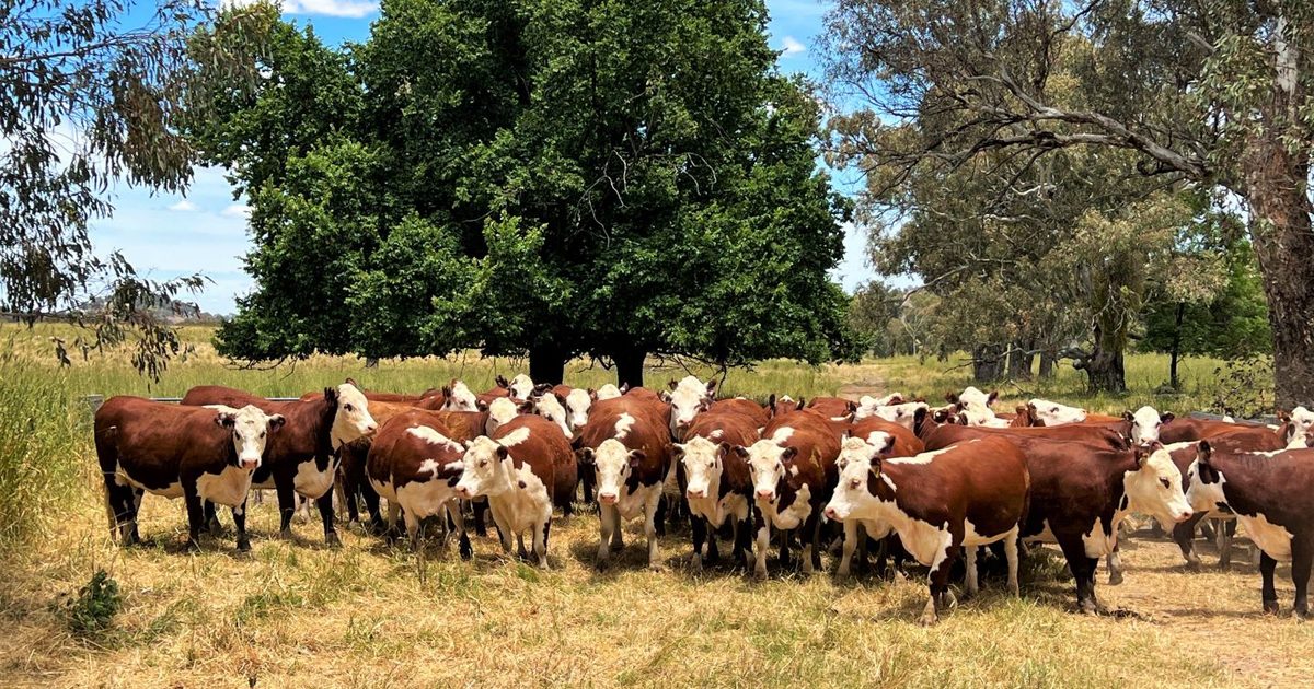 Mathieu family make their last move with Checkers - Green Street News