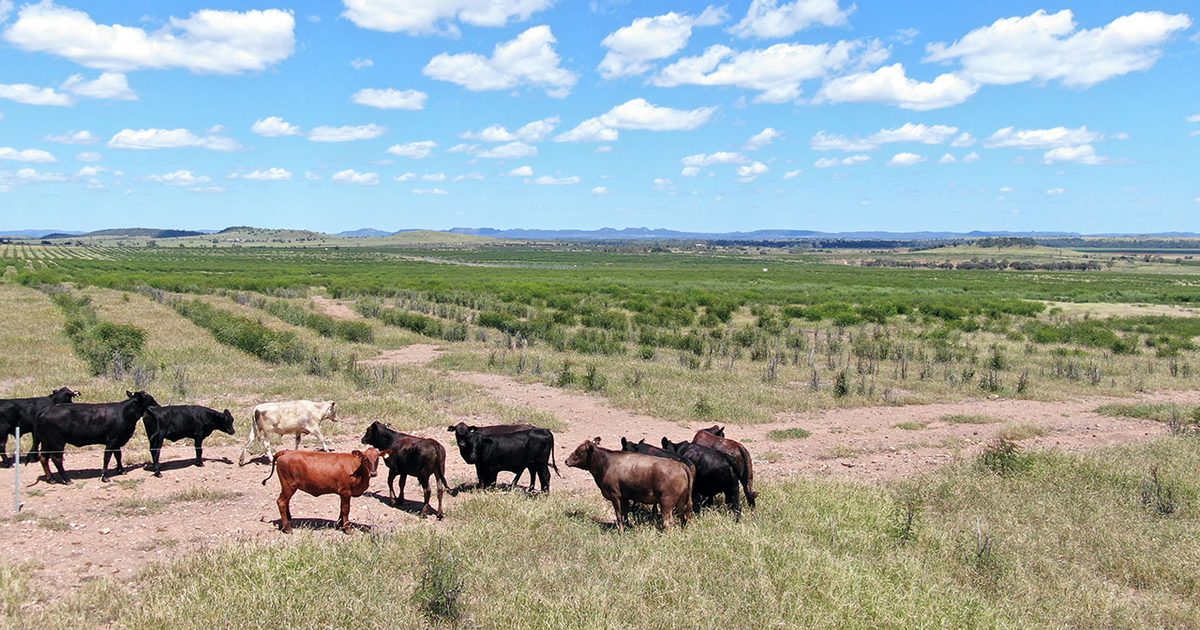 QLD cattle farm on the market - Green Street News