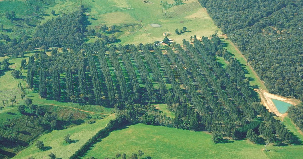Three million hectares land opens to carbon farming - Green Street News
