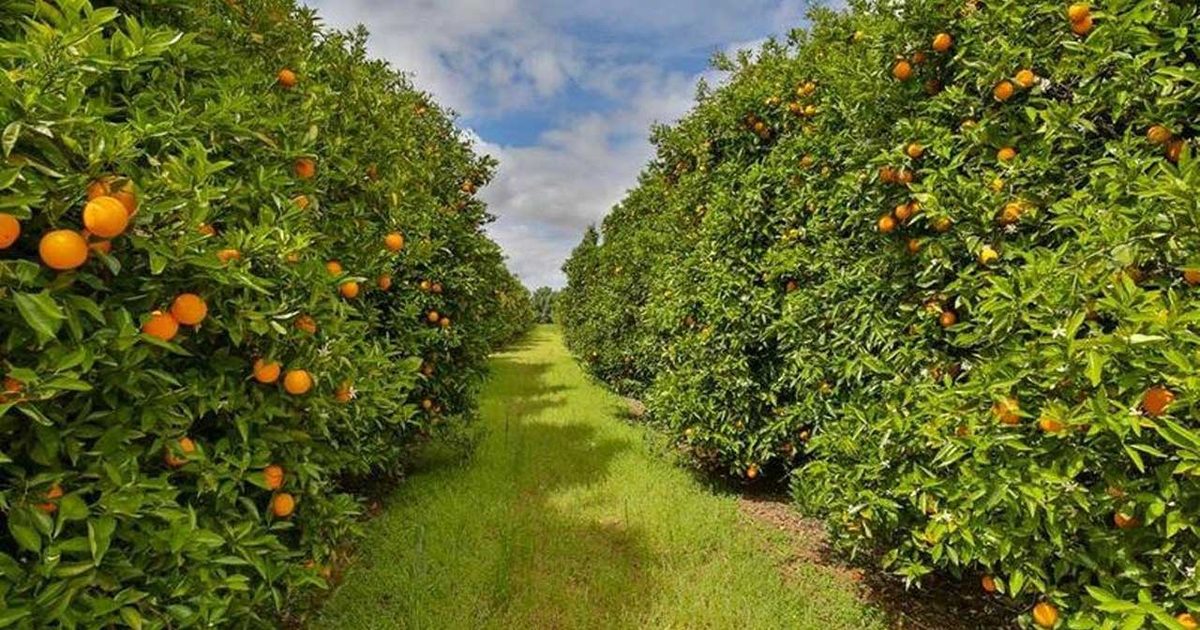 Costa picks up citrus and grape farm - Green Street News
