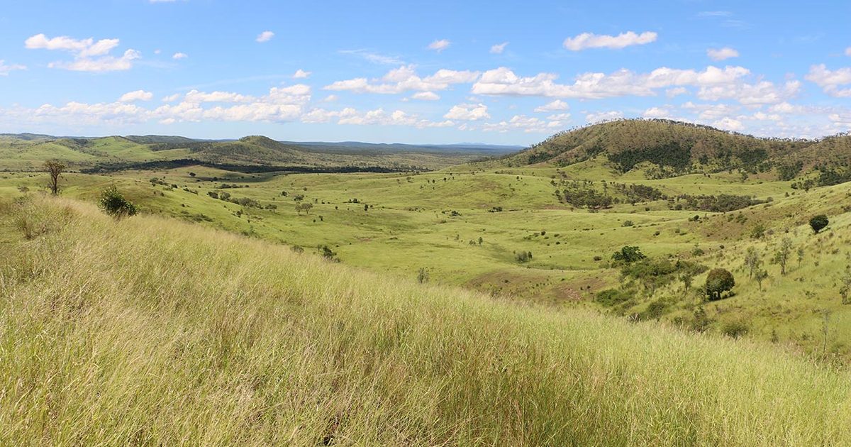 Rare beef paddock up for grabs - Green Street News