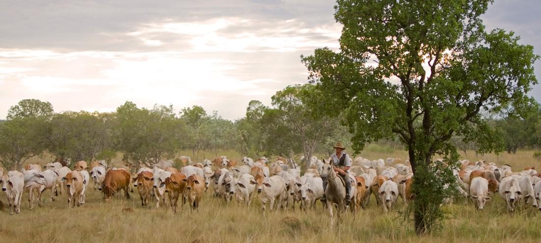 Major stake in Australian cattle industry up for grabs - Green Street News