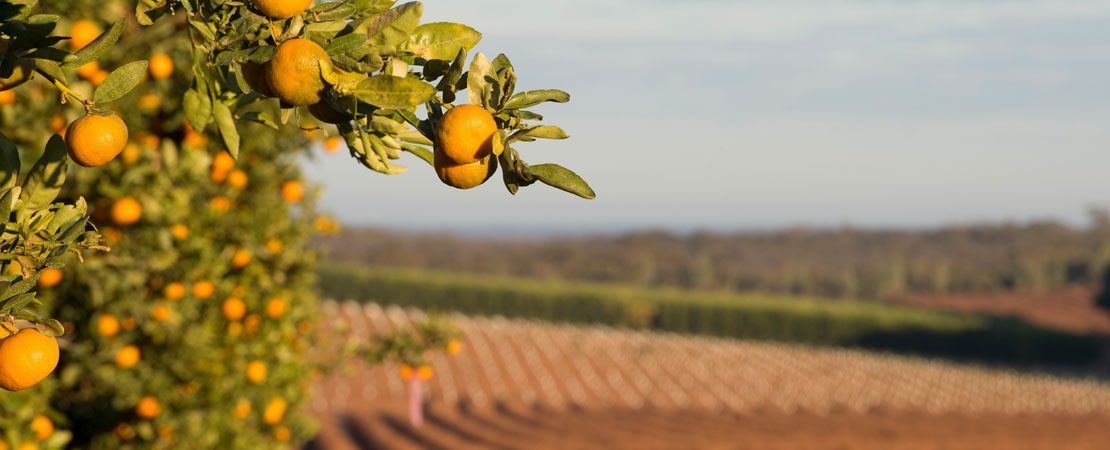 Costa forks out $231m for citrus farms - Green Street News