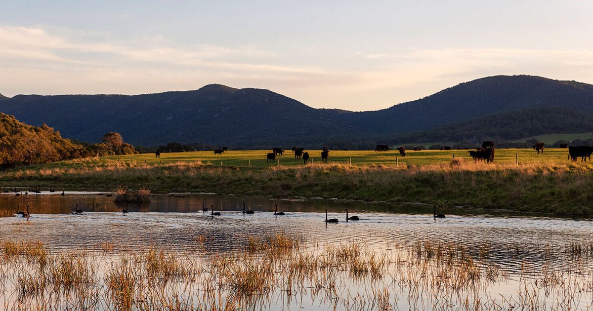 $80m tipped for Flinders Island Farms - Green Street News