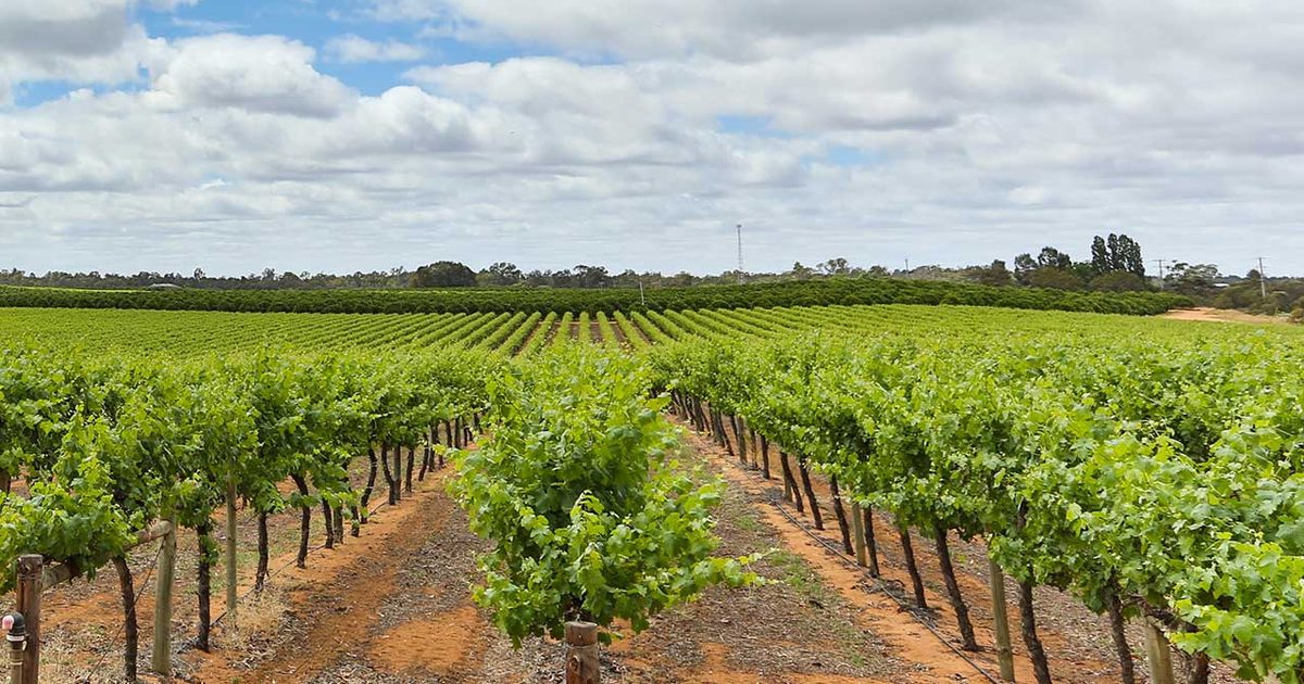 No more raining on grape growers’ parade - Green Street News