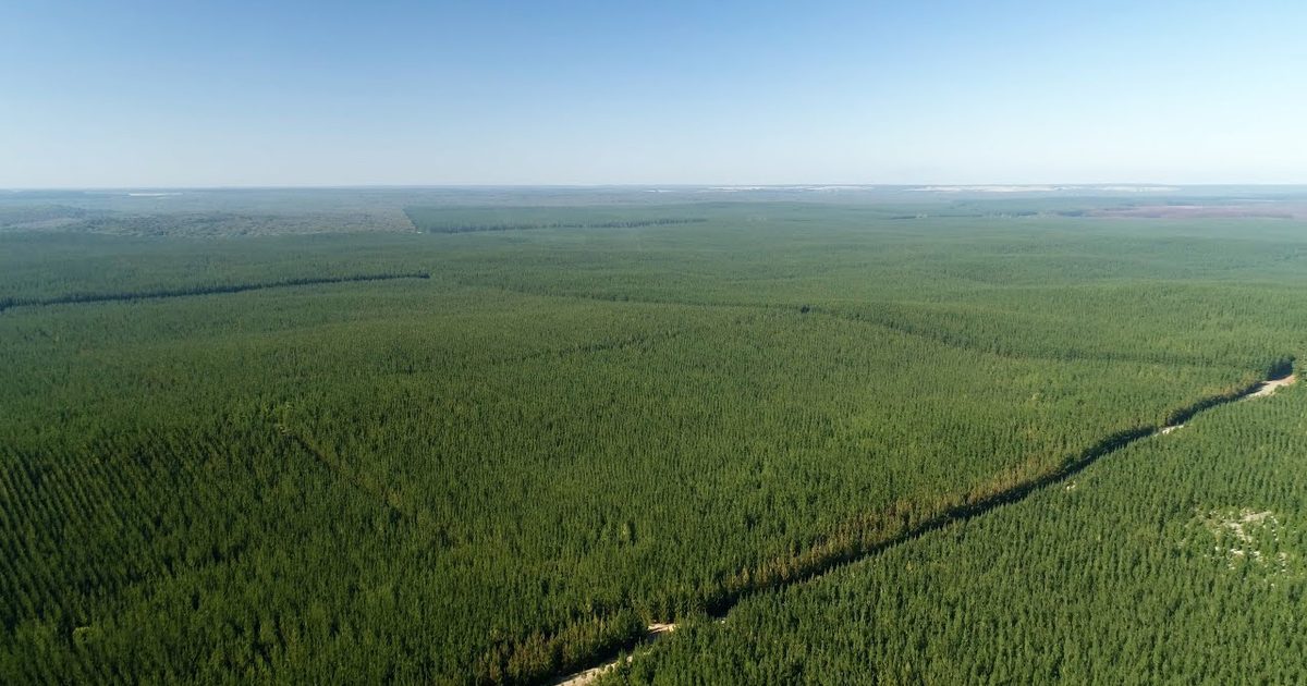Victoria transitioning from native timber to plantations - Green Street ...
