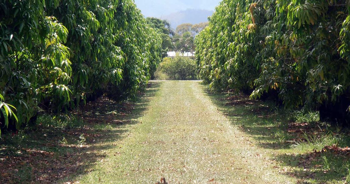 QLD mango farm ripe for investment - Green Street News
