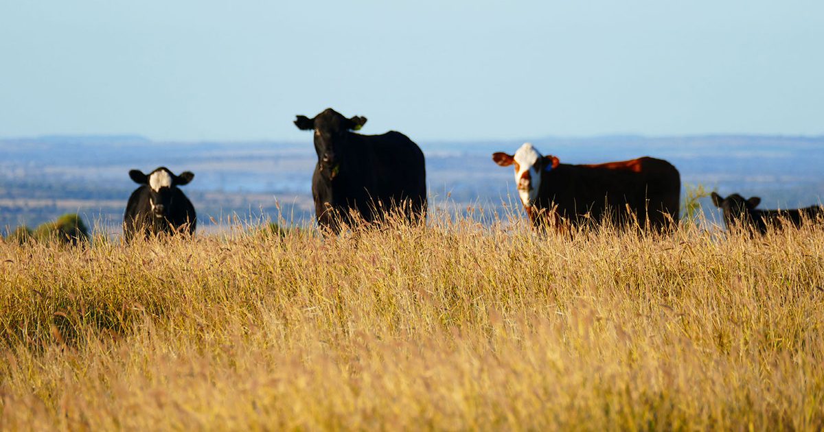 Institutional-grade cattle enterprise up for grabs after more than a ...