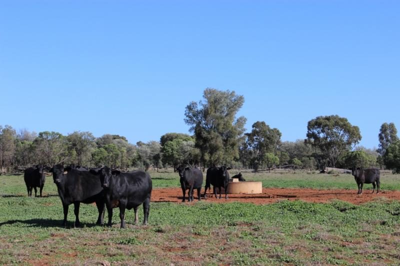 Southern QLD cattle property sells at auction - Green Street News