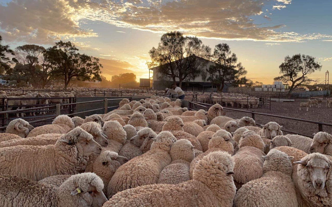 Forrest swoops on Australia's largest sheep station - Green Street News