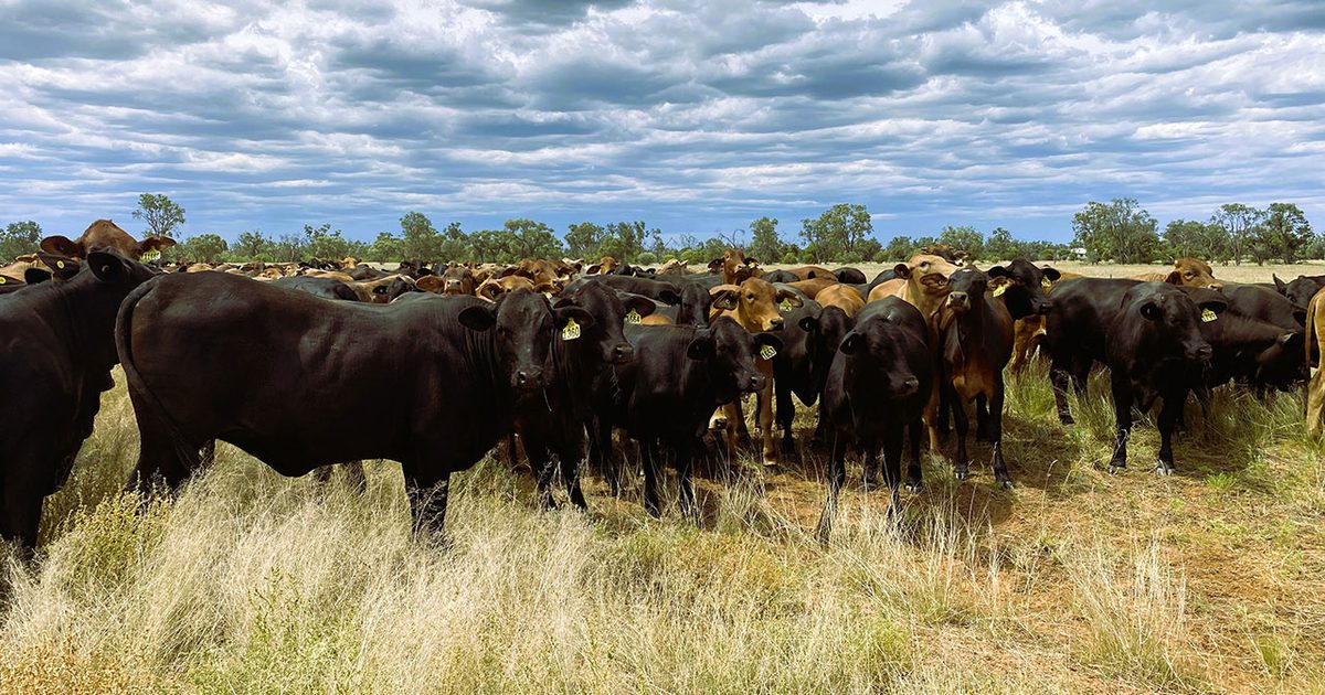Cunningham Cattle Company puts 36,000ha Queensland cattle portfolio on ...