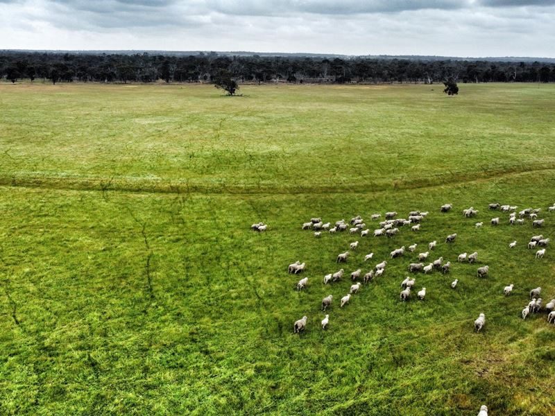 VIC family snaps up WA farmland - Green Street News