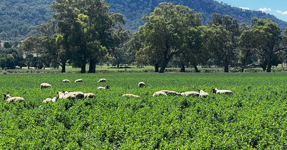Drought-proof farm whets market appetite - Green Street News