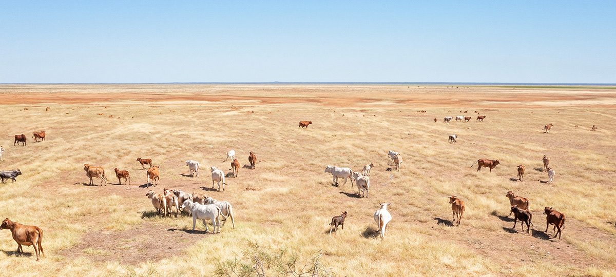 Canadian beefs up WA holdings - Green Street News