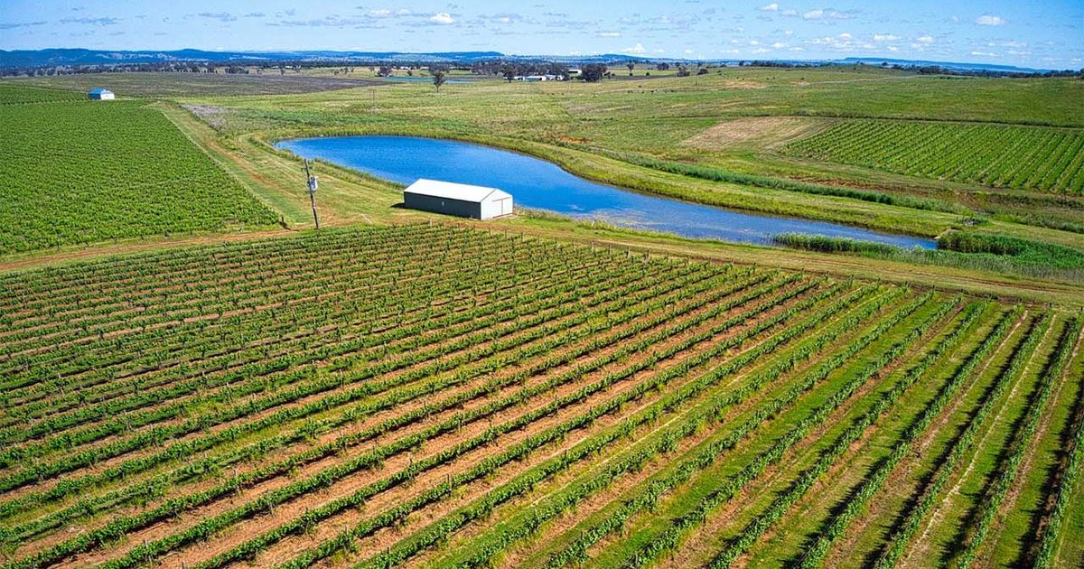 Organic vineyard makes a grape investment - Green Street News