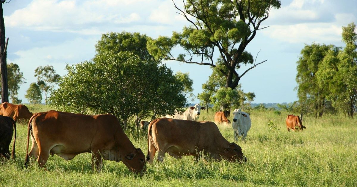 Consolidated Pastoral ends acquisition drought - Green Street News