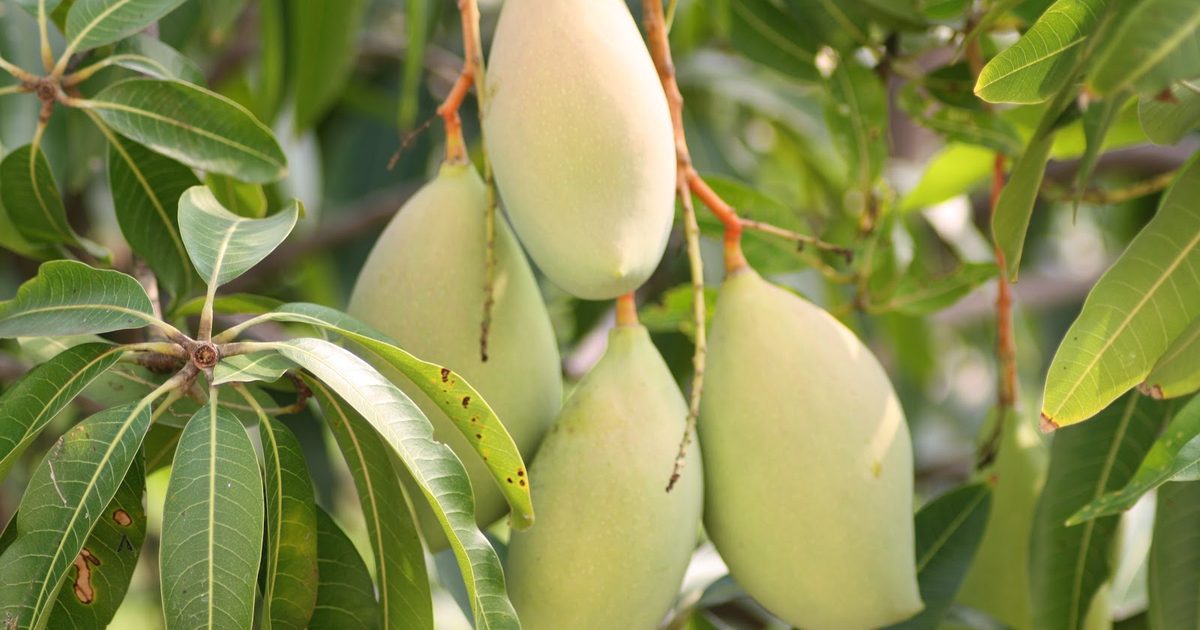 Nutrano pays 90m for plantation - Green Street News