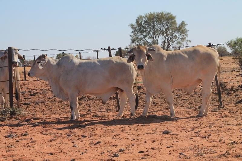QLD cattle property sold for 16m - Green Street News