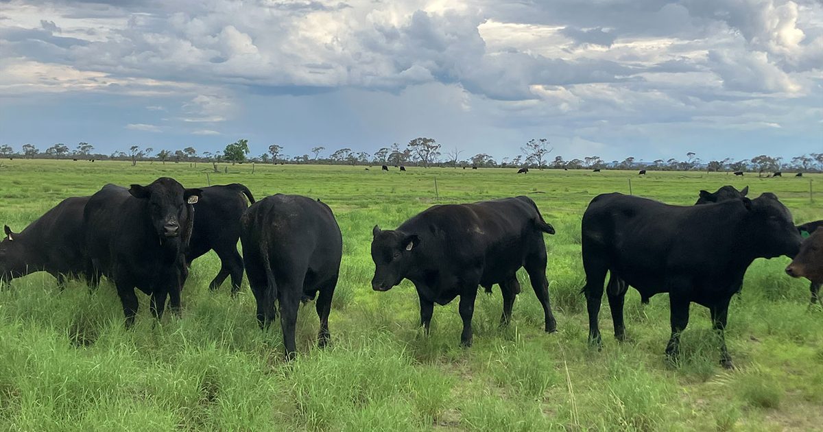 Eltham pastoral has another go - Green Street News