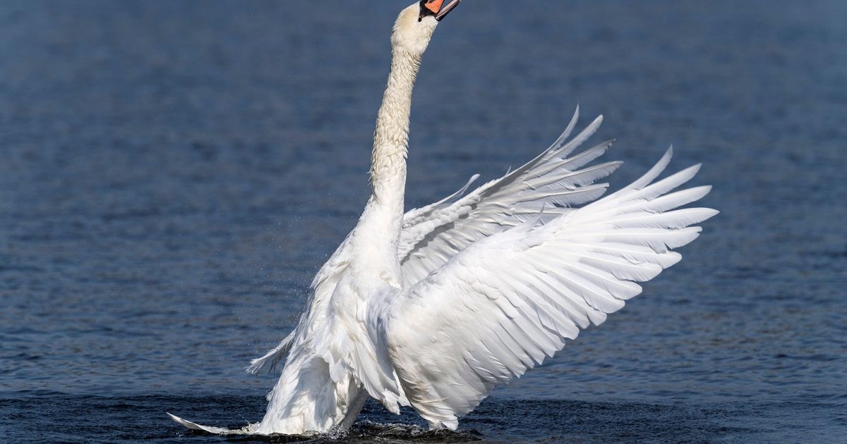 ESG: singing a swan song? - Green Street News