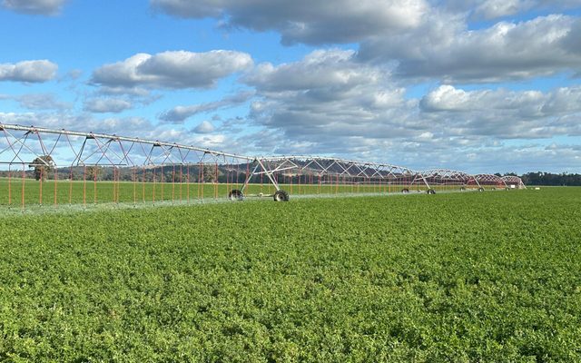 Rinehart's Hancock puts Rockybank cattle aggregation on market - Green ...